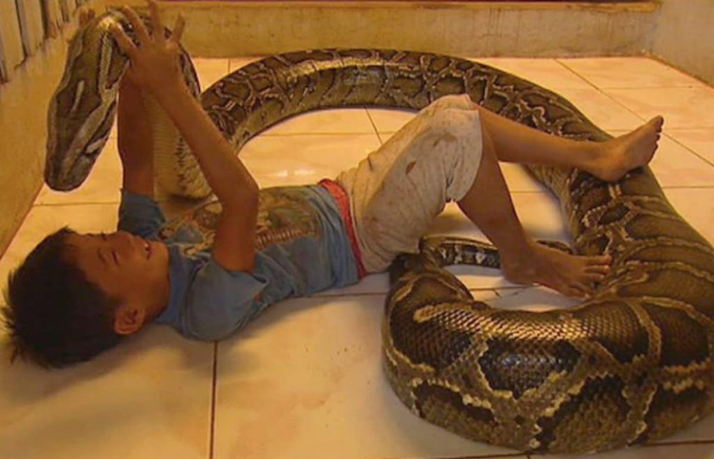 This Child Share Is Bed With A Giant Python Every Night, But It Ended Badly