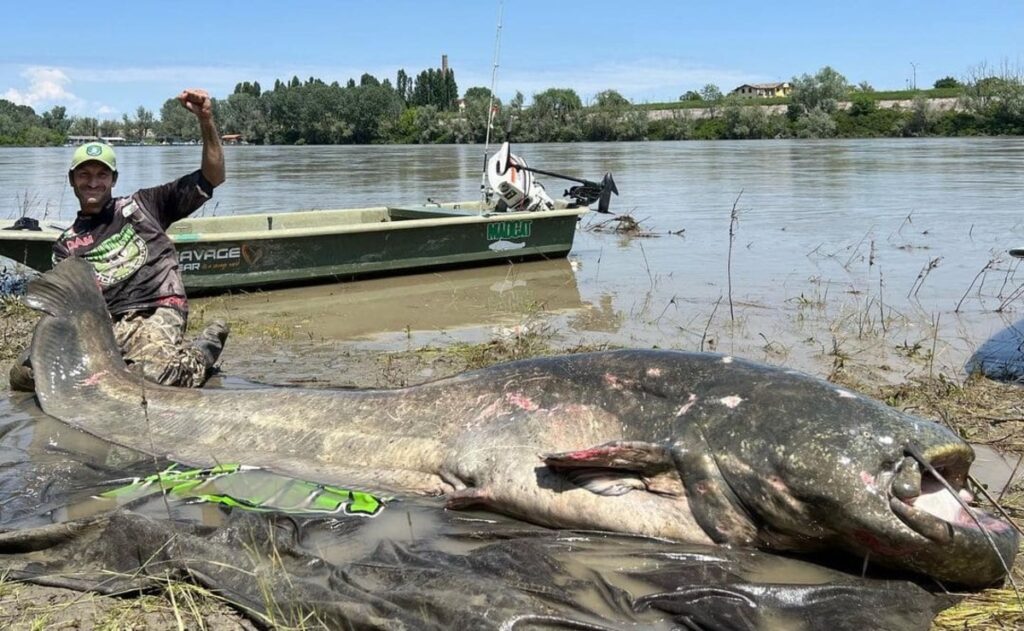 This Monstrous 9-Foot Catfish Caught After A 43-Minute Battle Could Set ...