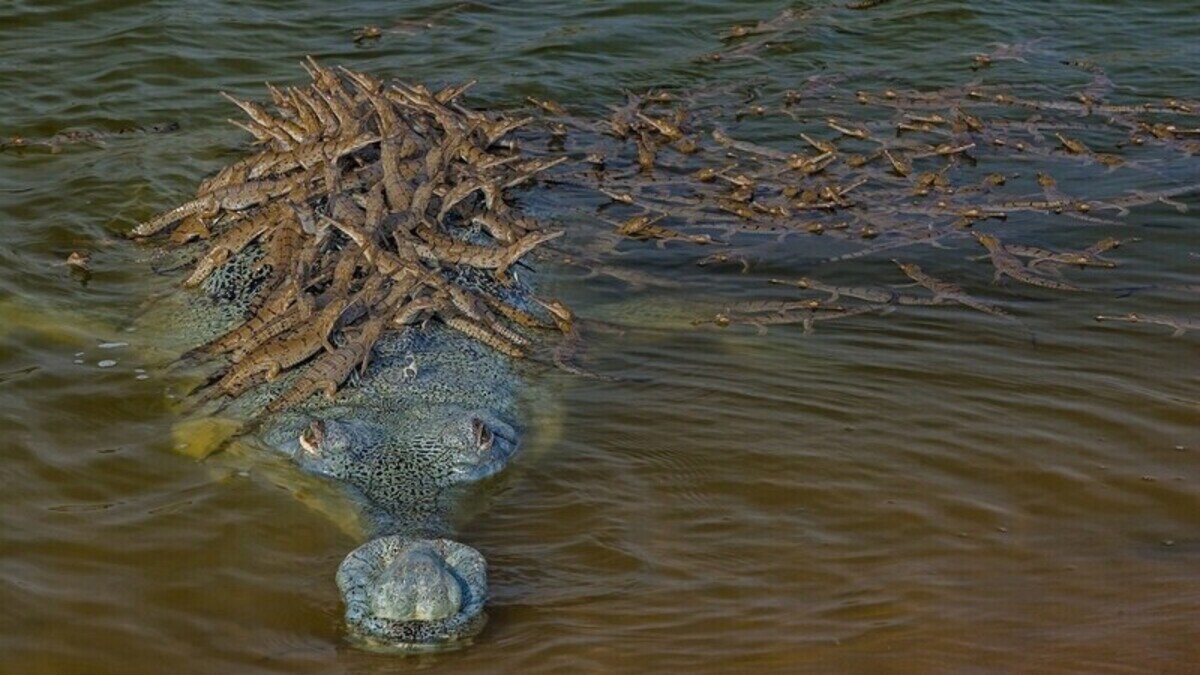 The Picture Of 100 Baby Crocodiles Riding On A Father Crocodile's Back ...