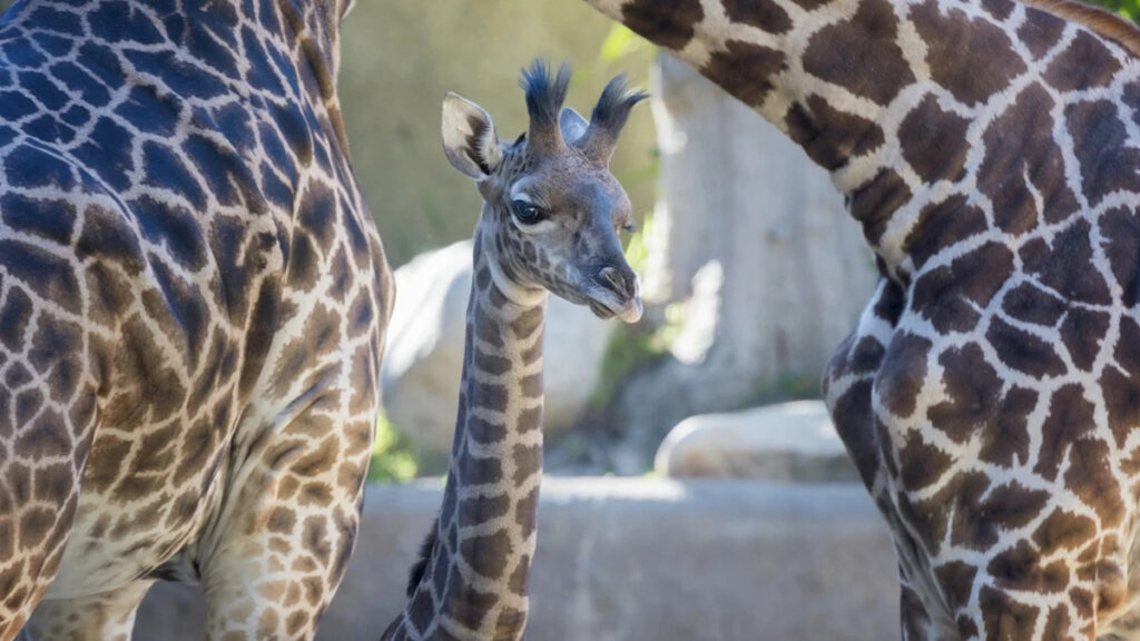 A Baby Giraffe Dies After Being 'Startled' By Its Peer In A Zoo