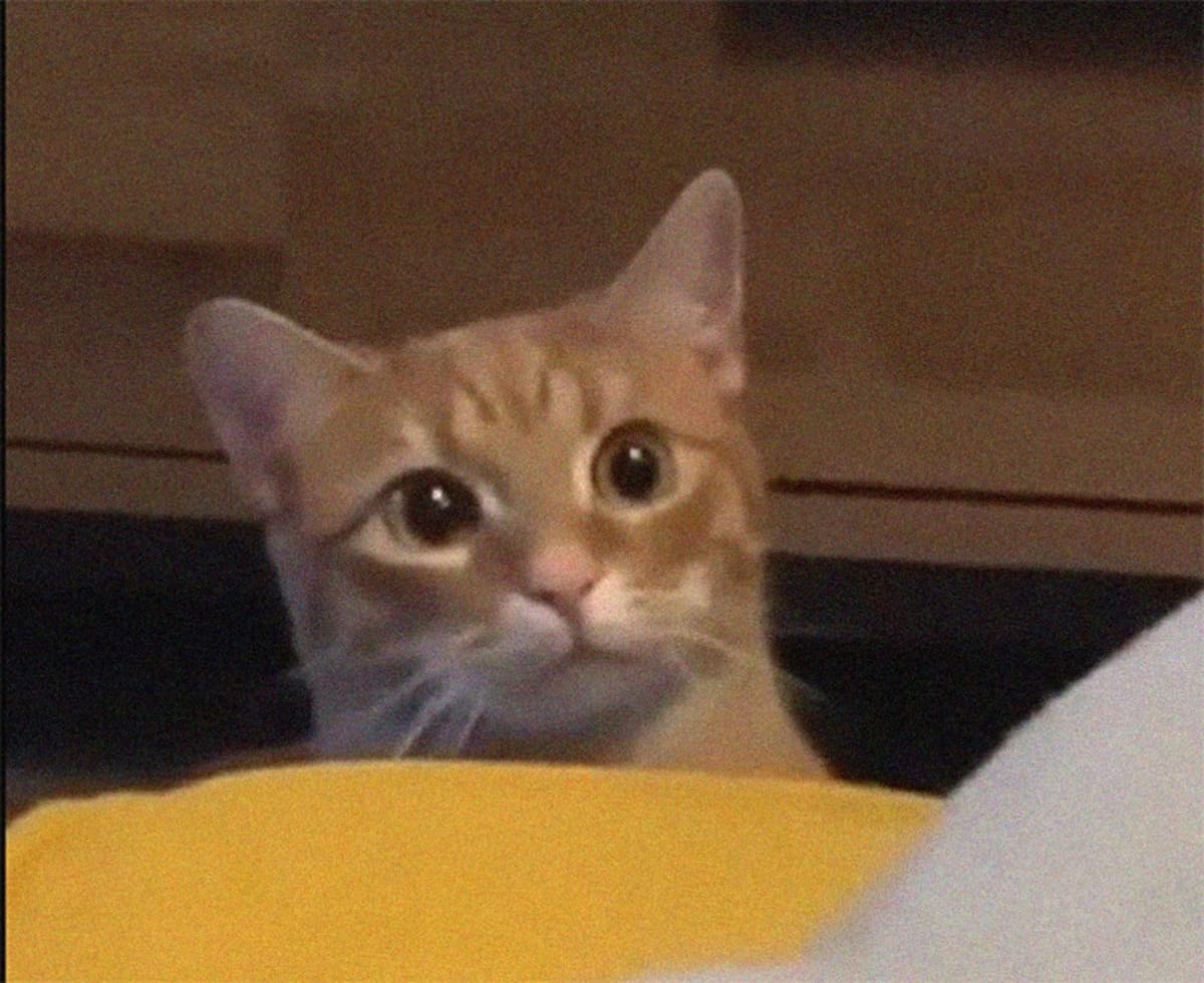 The Video Of A Cat's Reaction To Seeing Its Owner With Another Kitten ...