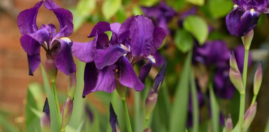 Here's How To Properly Prune Your Irises For Dazzling Results Next Year