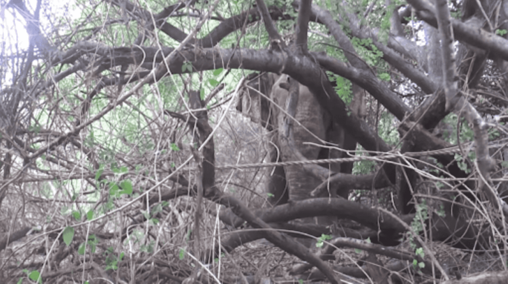 Marines Jump Overboard When They See What's In The Water