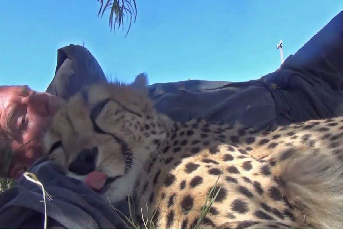 Wildlife photographer wakes up to a cheetah sleeping against him