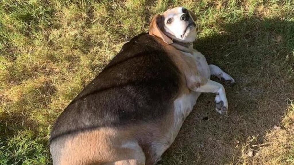 Meet Wolfgang, The World's Heaviest Dog