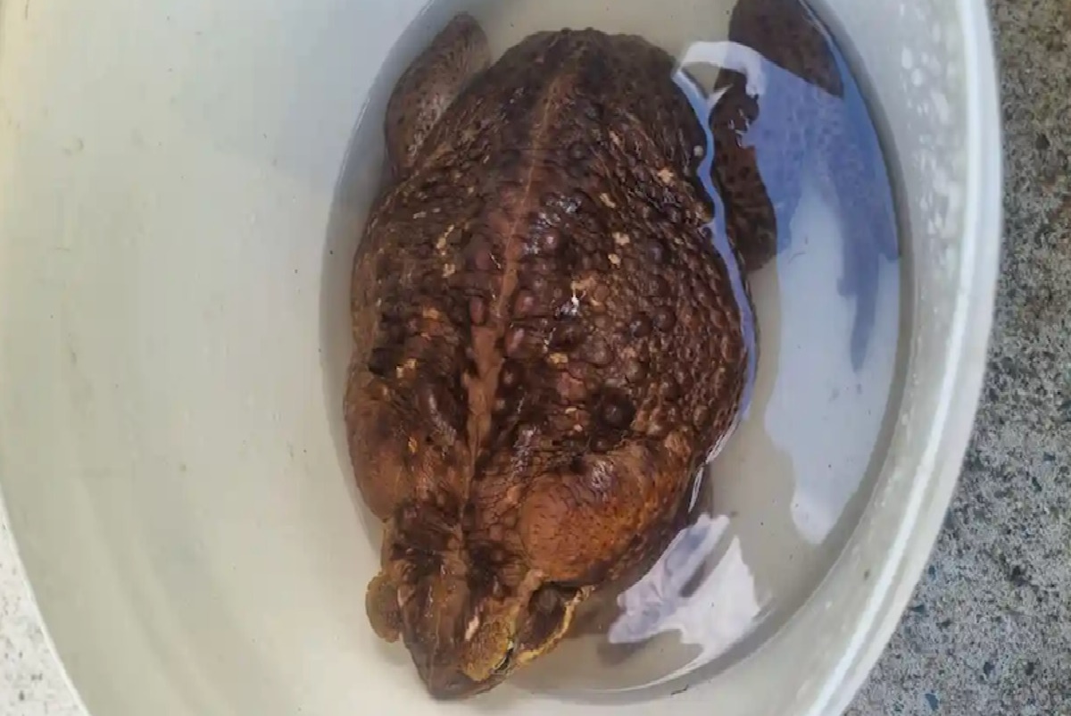 Forest Rangers Discover The World's Largest Cane Toad... And Decide To ...
