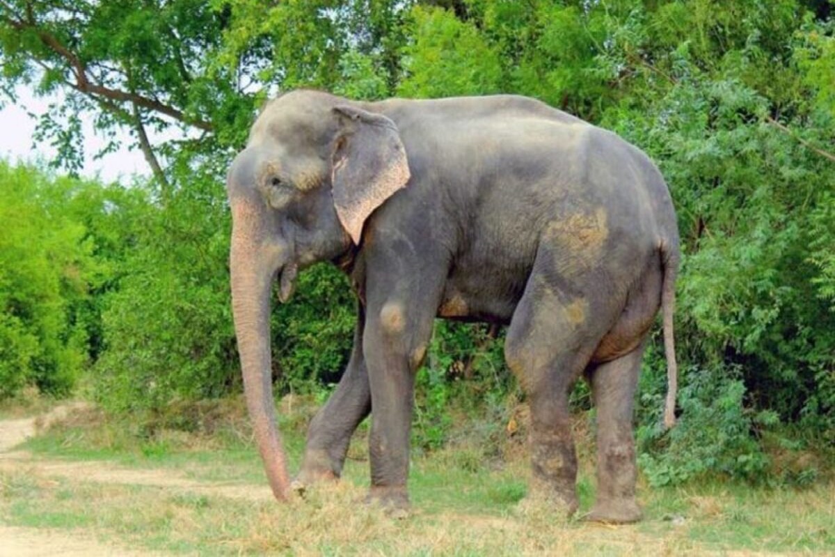 An Elephant Cries When Finally Rescued After More Than 50 Years Chained