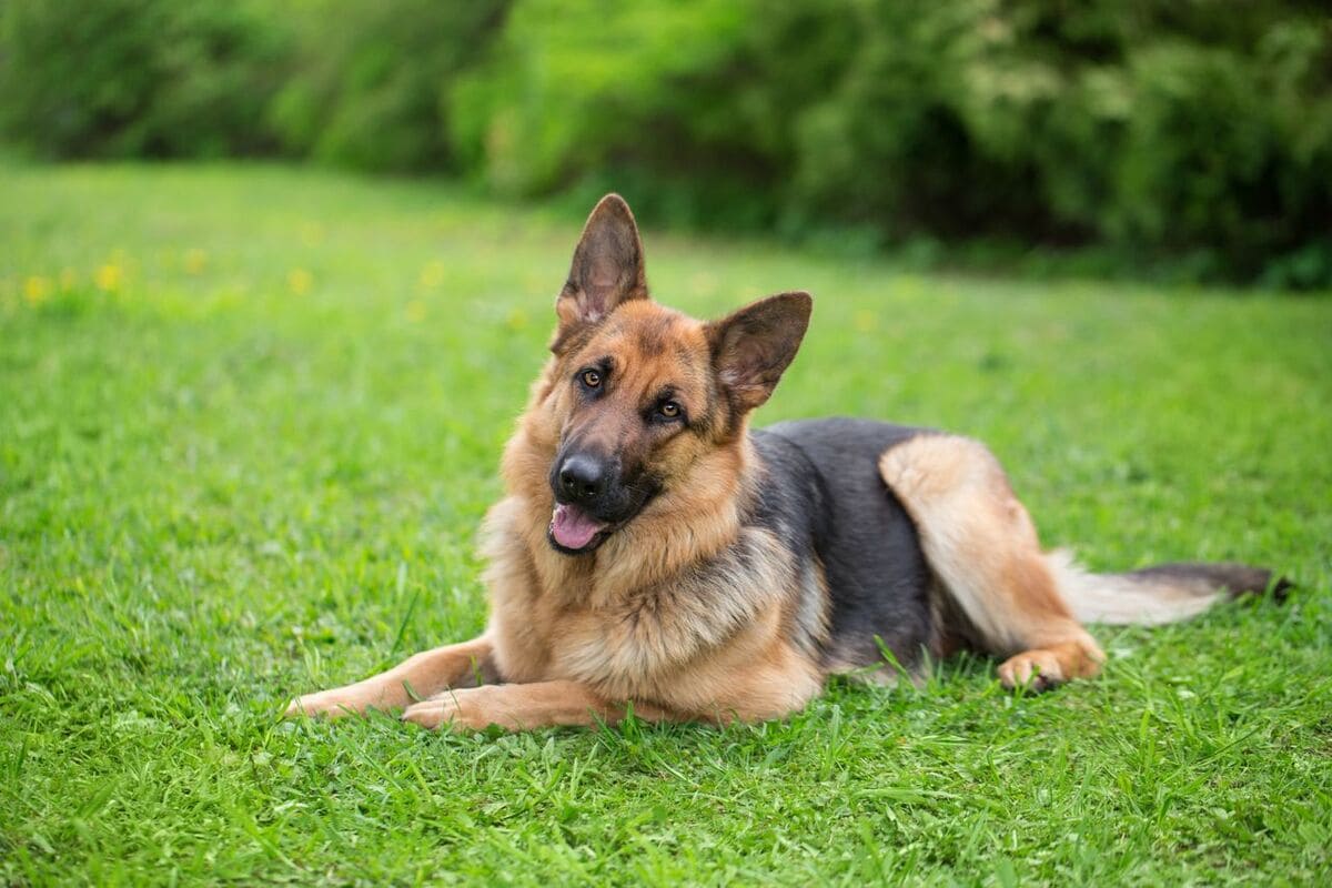 Top 5 guard dogs: Which breed offers the best home protection?