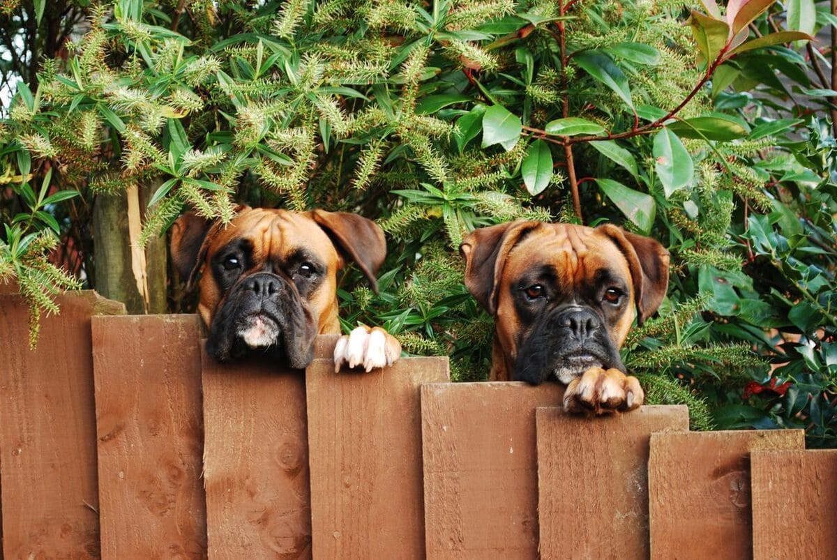 Top 5 guard dogs: Which breed offers the best home protection?