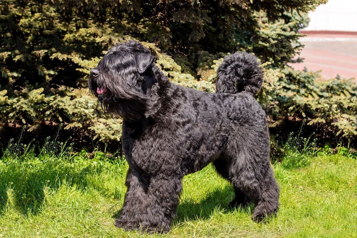 Top 5 guard dogs: Which breed offers the best home protection?