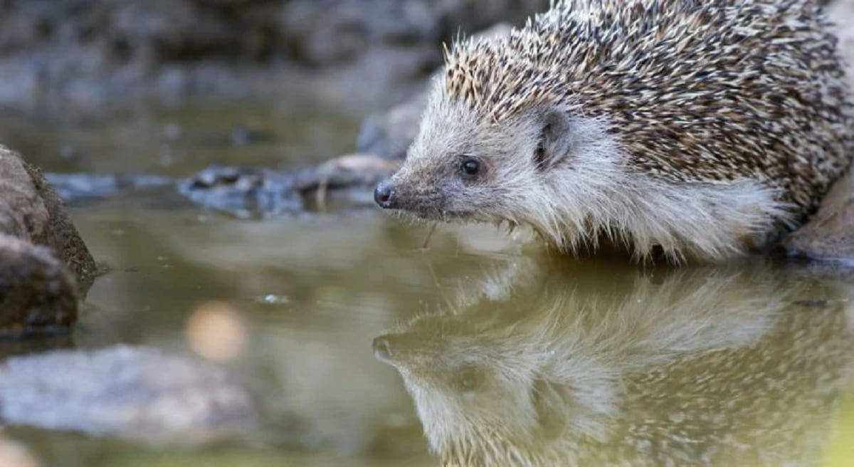 Hedgehog: Here's What Its Appearance In Your Garden Predicts