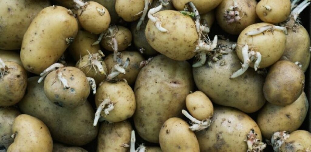 How To Store Your Potatoes To Prevent Them From Sprouting? Here's My ...