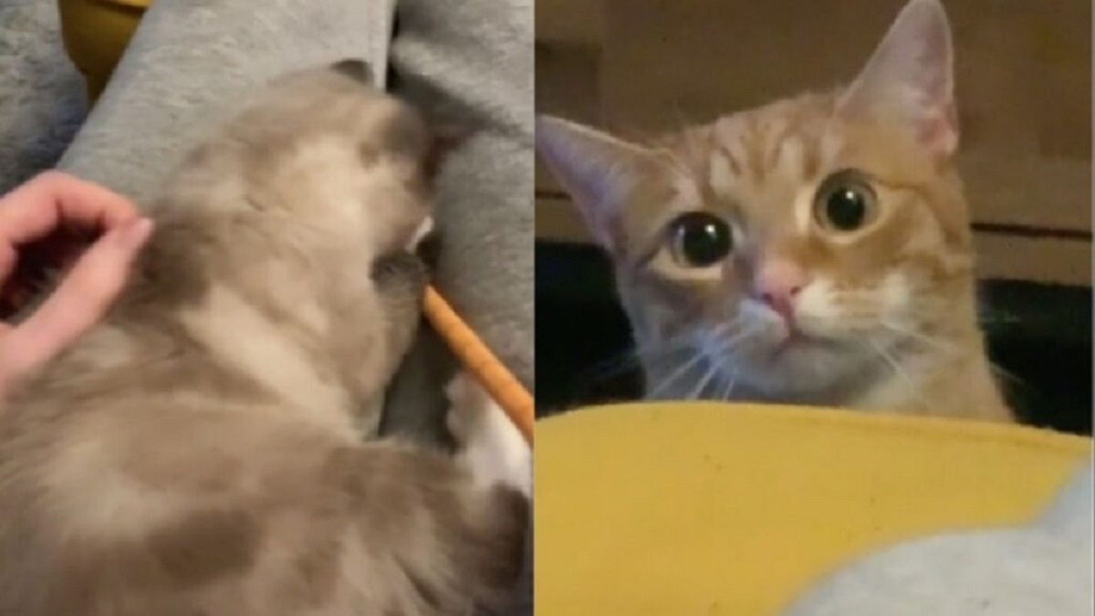 This Video Of A Cat’s Reaction To Seeing Its Owner With Another Kitten ...