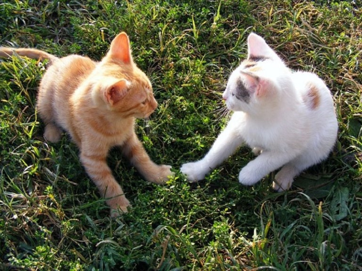 Here’s Why Having Two Cats Is Better Than Just One