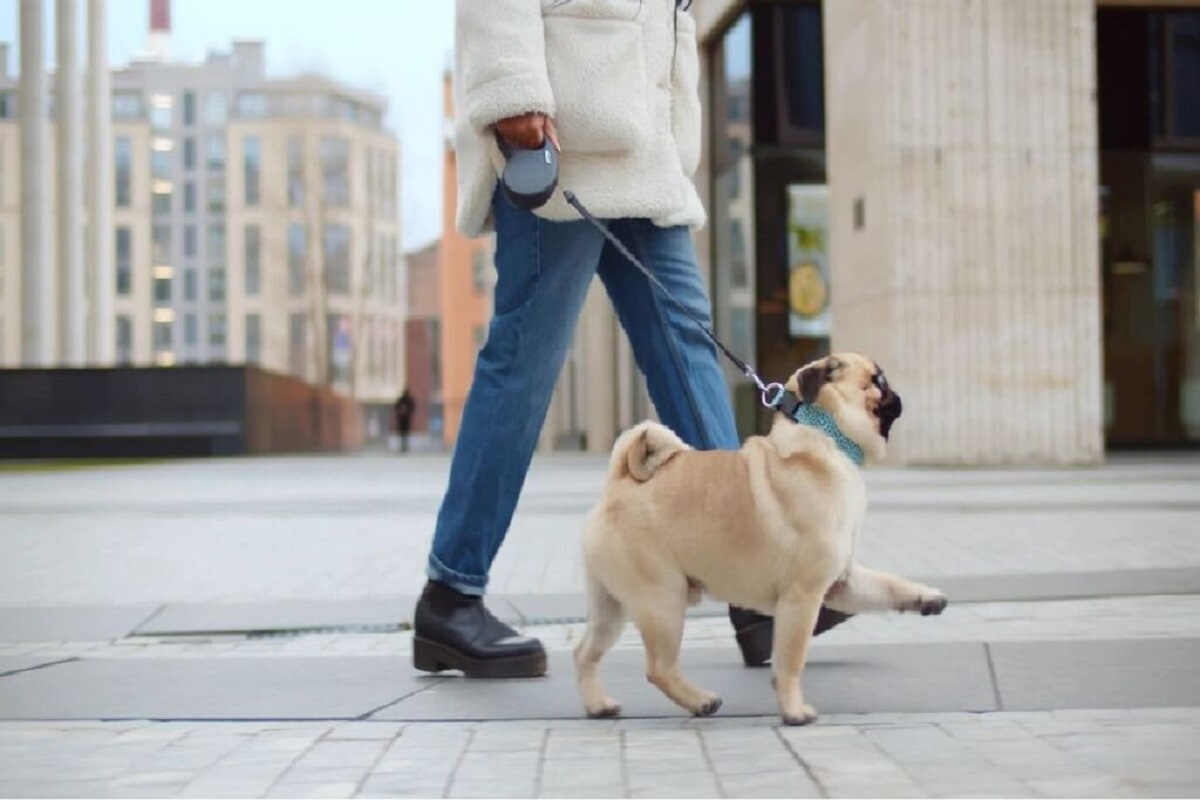 Dog Walking Guide: What’s the Ideal Length for Your Dog’s Walk?
