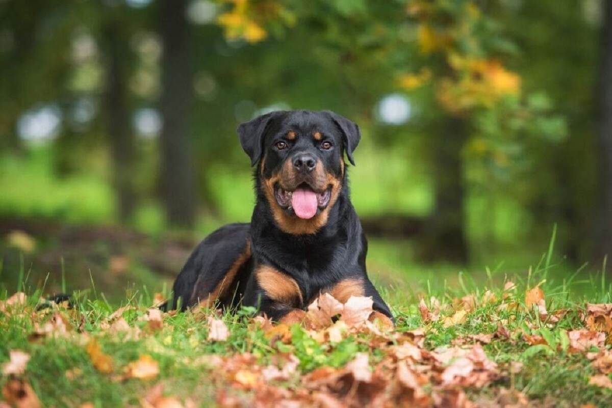 Top 5 Guard Dogs: Ultimate Protectors for Your Home Safety