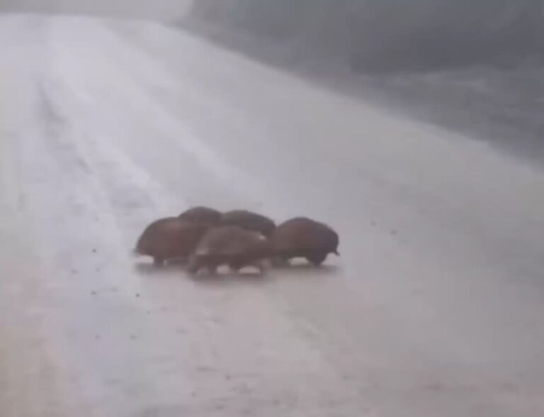 Driver Slams the Brakes as a Rare Group of Animals Emerges From the Fog