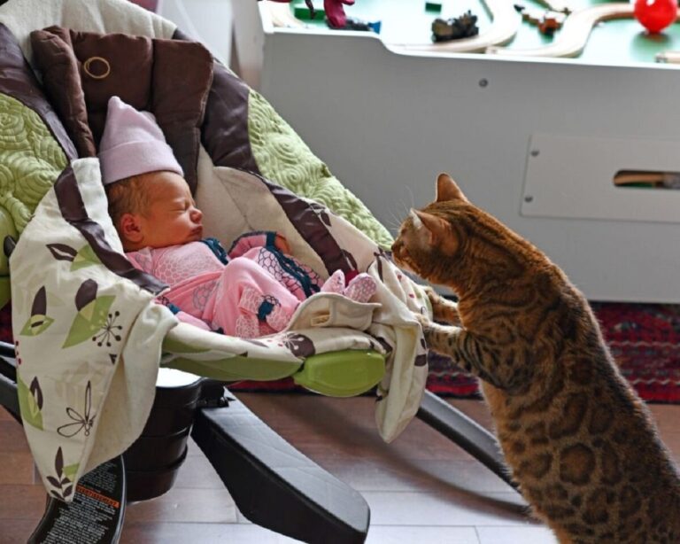 Watch as This Cat Meets a Baby for the First Time, Melting Hearts ...