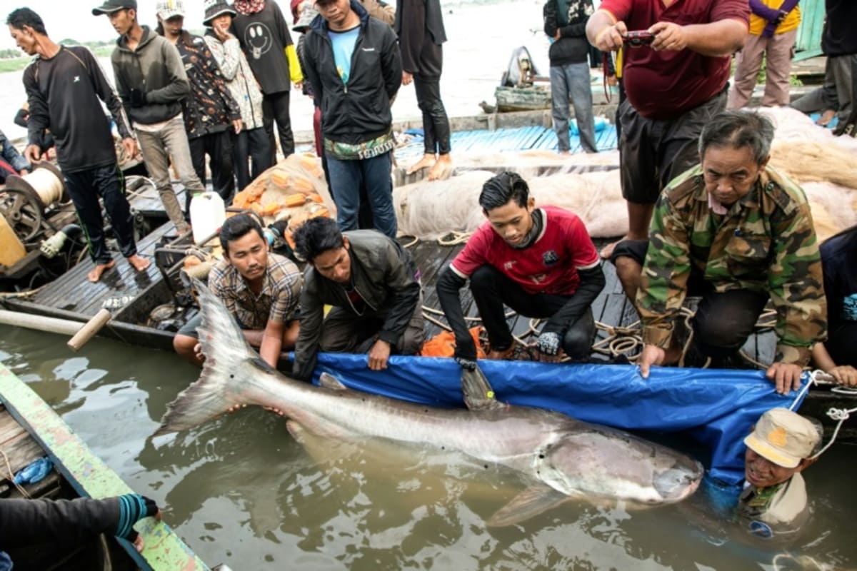 Six rare giant catfish surface in Cambodia—an extraordinary sight