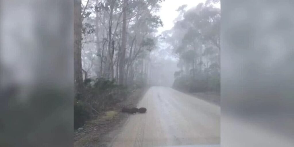 Driver brakes hard as rare animals suddenly emerge from the fog