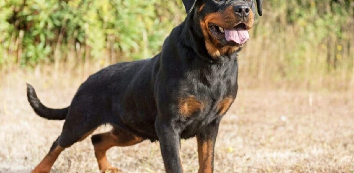 Top 5 guard dogs: Which breed offers the best home protection?