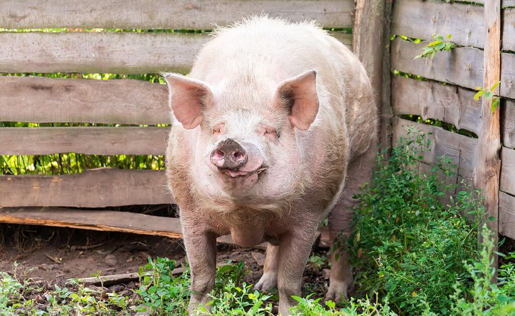 What pigs really sound like – the answer might surprise you