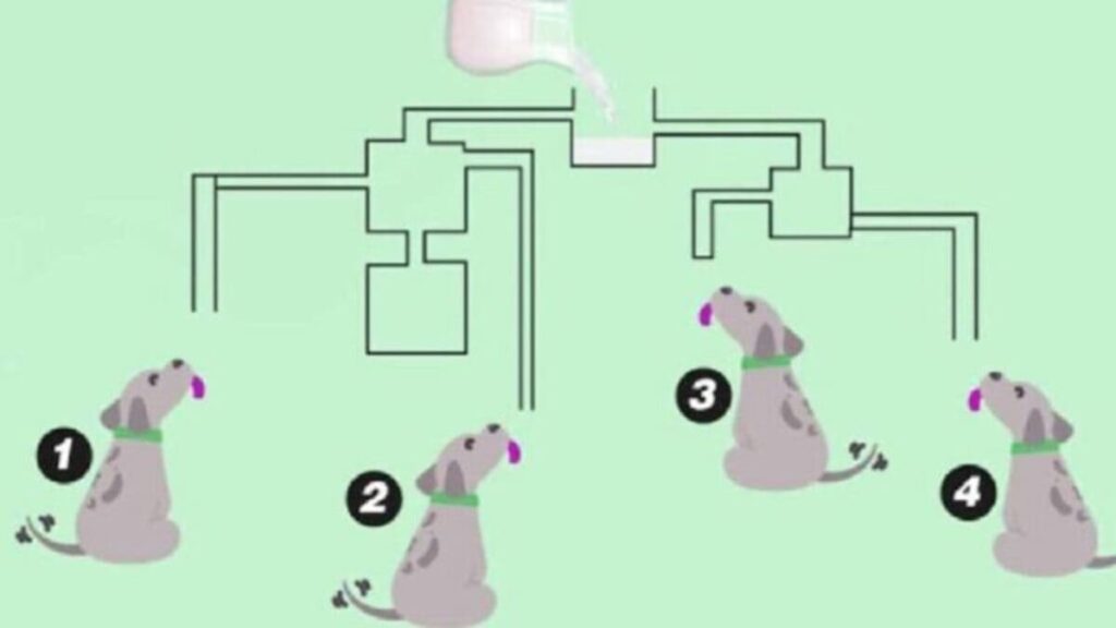 Only 1 out of 4 people can solve this dog milk riddle – are you one of ...
