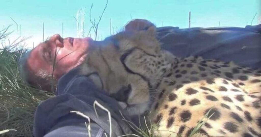 Wildlife photographer wakes up to a cheetah sleeping against him