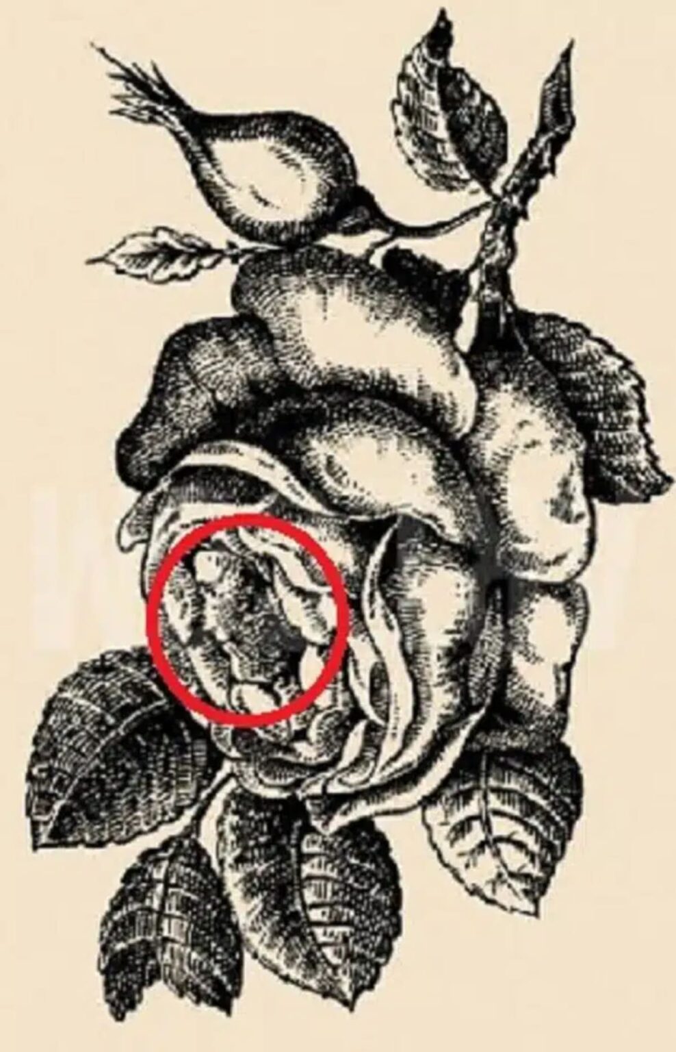 Can you spot the girl’s hidden face in this 1880s rose illusion?